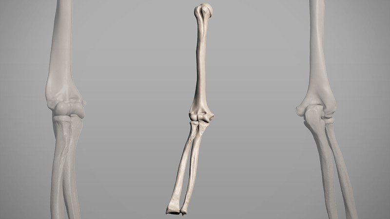 Proko - 3D Model: Arm Bones