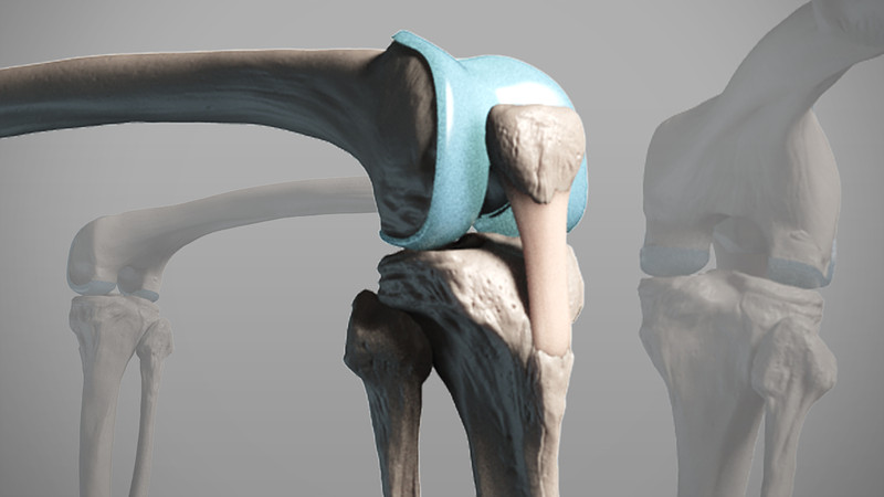 Proko - 3D Model: Bent Knee