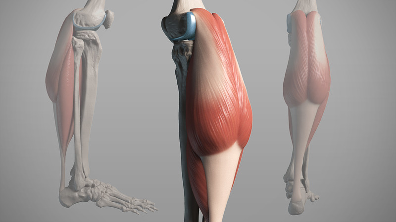 Proko - 3D Model: Calf Muscles