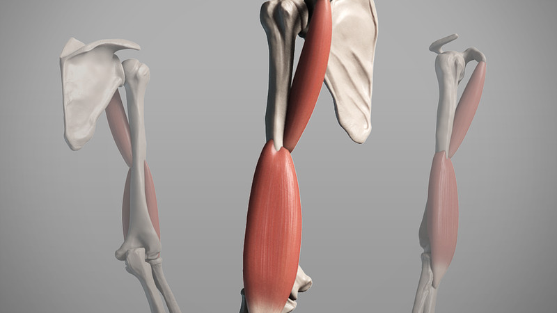 Proko - 3D Model: Coracobrachialis and Brachialis