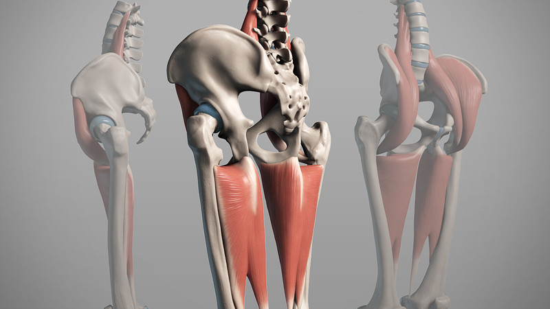 Proko - 3D Model: Deep Adductor Muscles