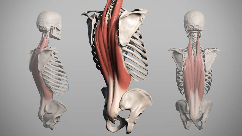 Proko - 3D Model: Erector Spinae