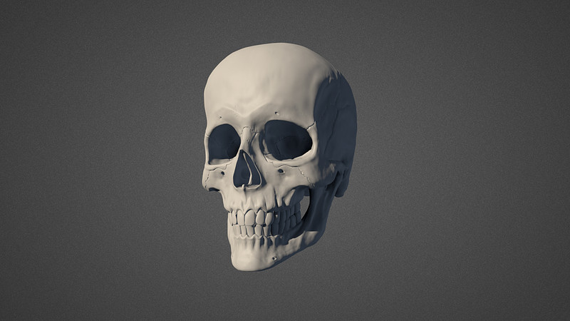Proko - 3D Model: Female Skull