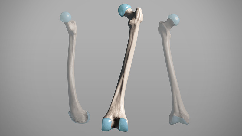 Proko - 3D Model: Femur