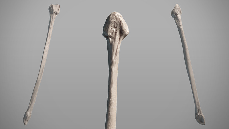 Proko - 3D Model: Fibula