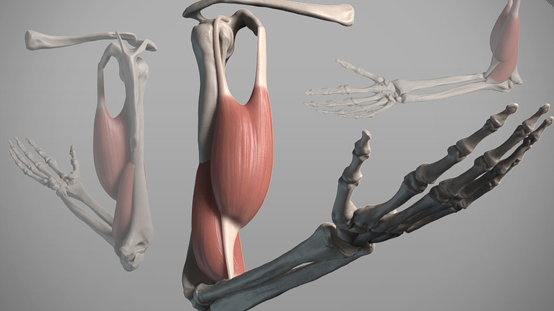Proko - 3D Model: Flexed Biceps