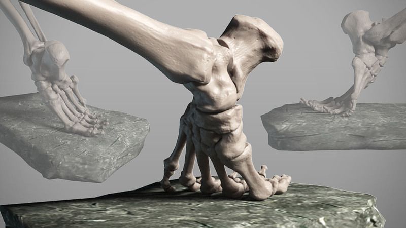 Proko - 3D Model: Foot Bones Pose 5