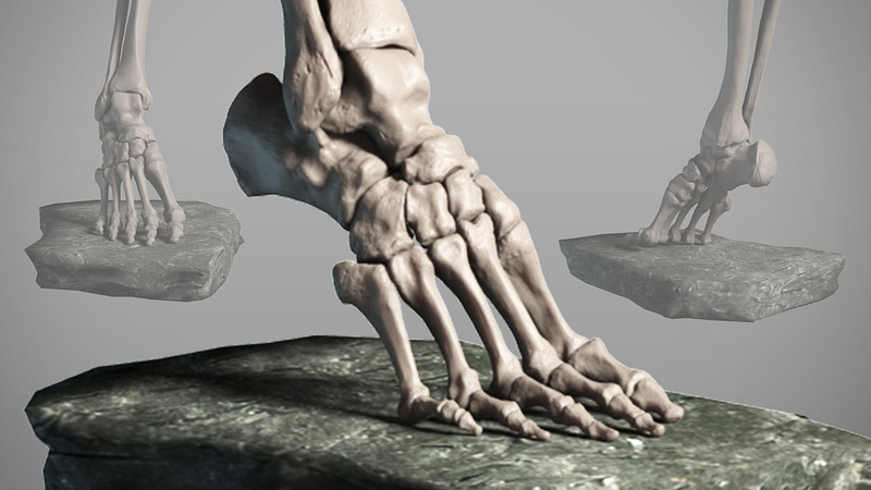 Proko - 3D Model: Foot Bones Pose 1