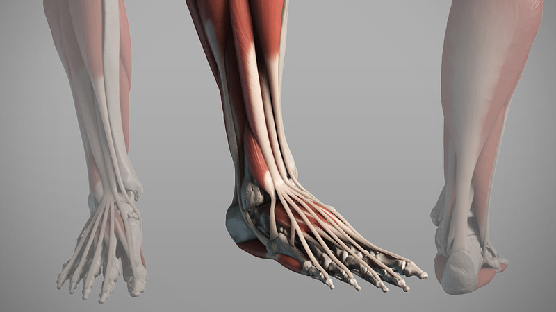 Proko - 3D Model: Foot Muscles