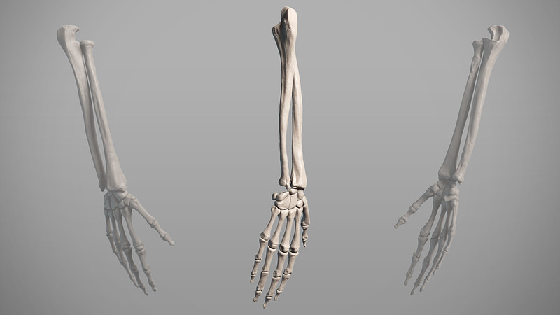 Proko - 3D Model: Hand and Forearm Bones