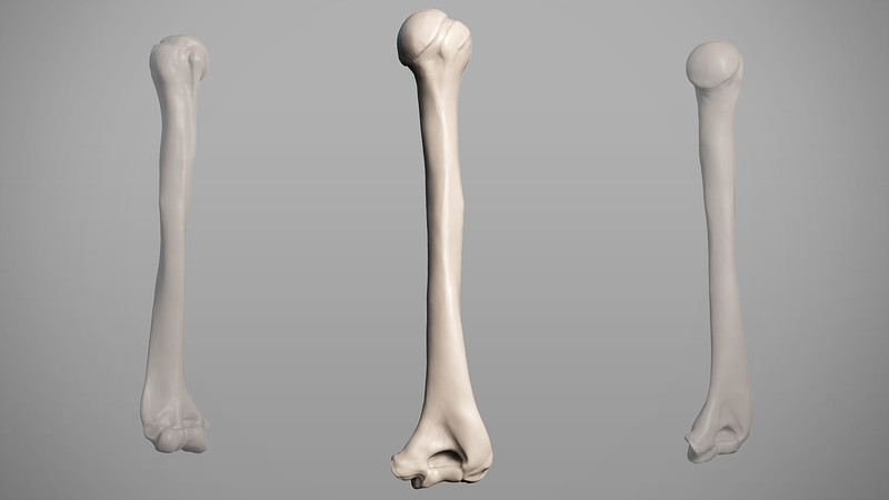 Proko - 3D Model: Humerus
