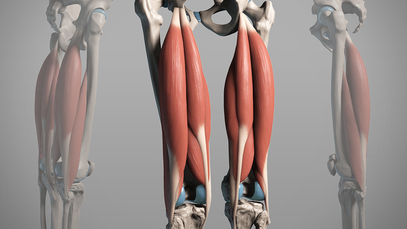 Proko - 3D Model: Hamstring Muscles