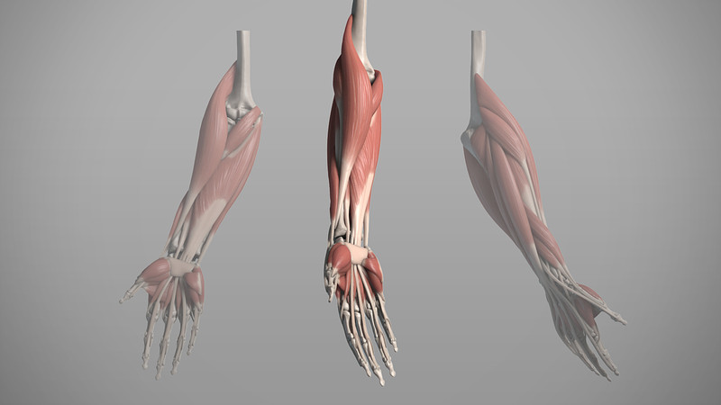 Proko - 3D Model: Hand and Forearm Muscles