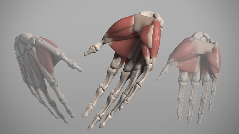 Proko - 3D Model: Hand Muscles