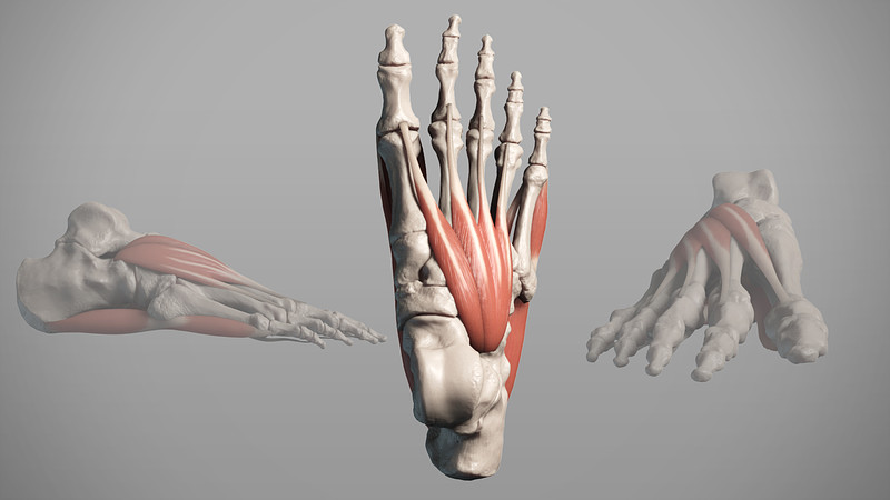 Proko - 3D Model: Intrinsic Foot Muscles