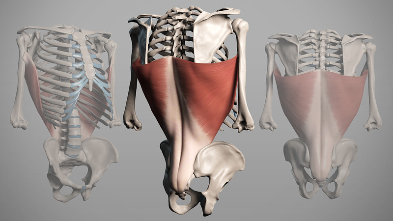 Proko - 3D Model: Latissimus Dorsi