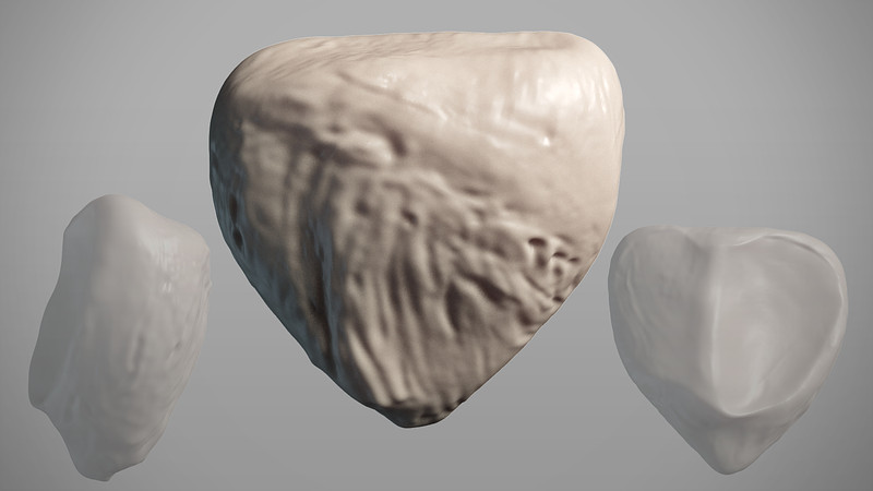 Proko - 3D Model: Patella