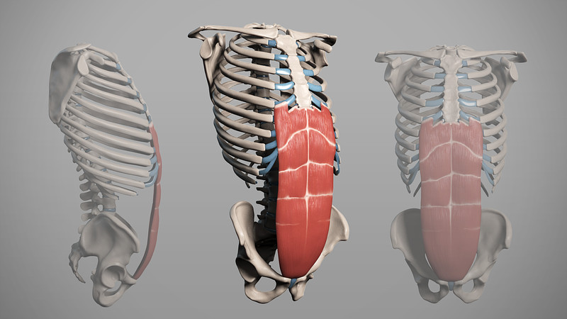 Proko - 3D Model: Rectus Abdominus
