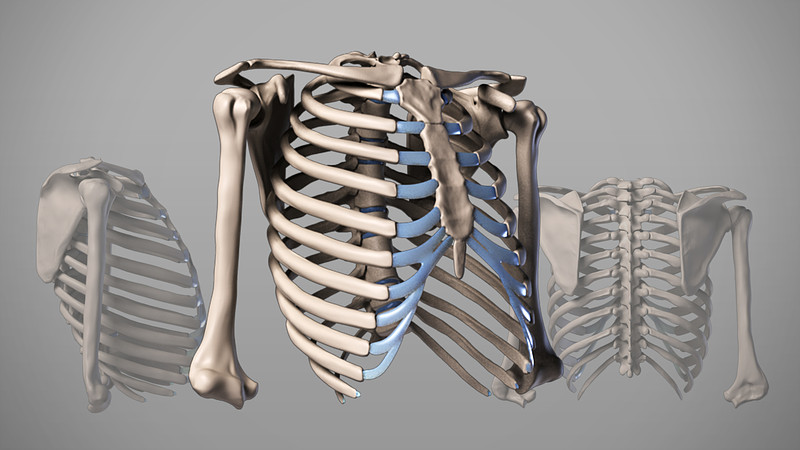 Proko - 3D Model: Rib Cage Scapula