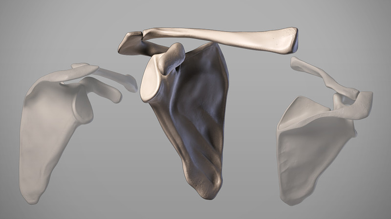 Proko - 3D Model: Scapula Clavicle