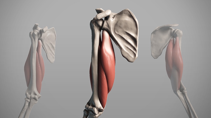 Proko - 3D Model: The Triceps
