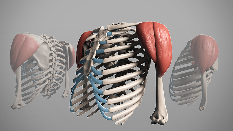 Proko - 3D Model: The Deltoids