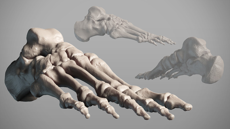 Proko - 3D Model: Foot Bones Pose 6