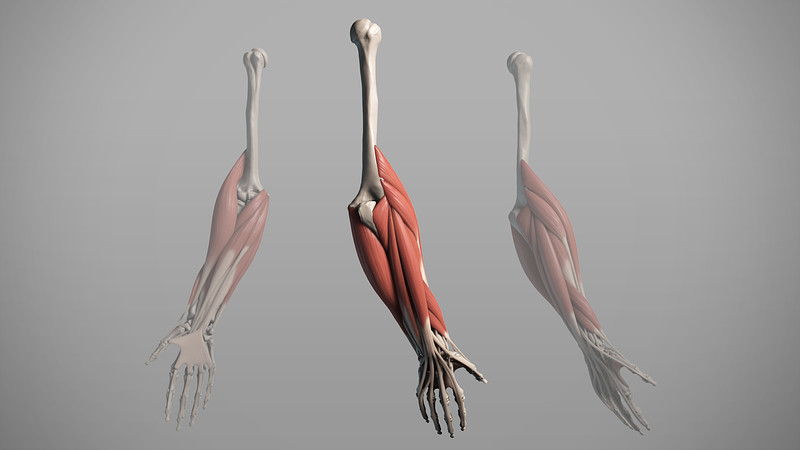 Proko - 3D Model: Forearm Muscles