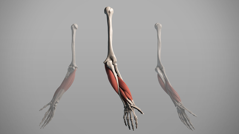 Proko - 3D Model: Deep Forearm Muscles
