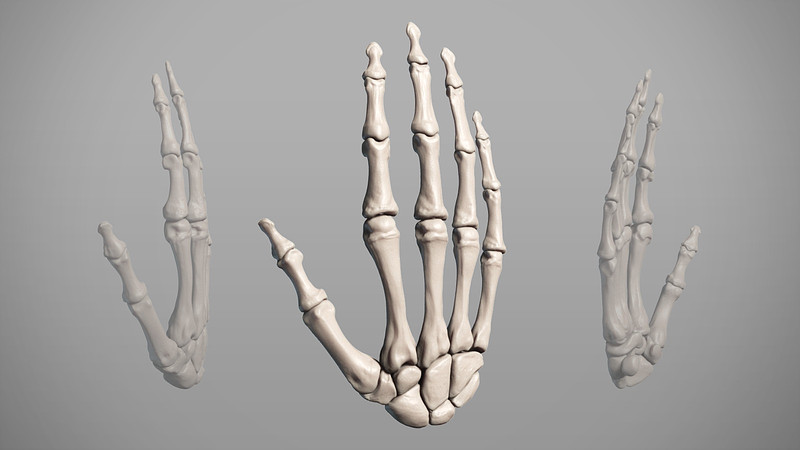 Proko - 3D Model: The Hand Bones
