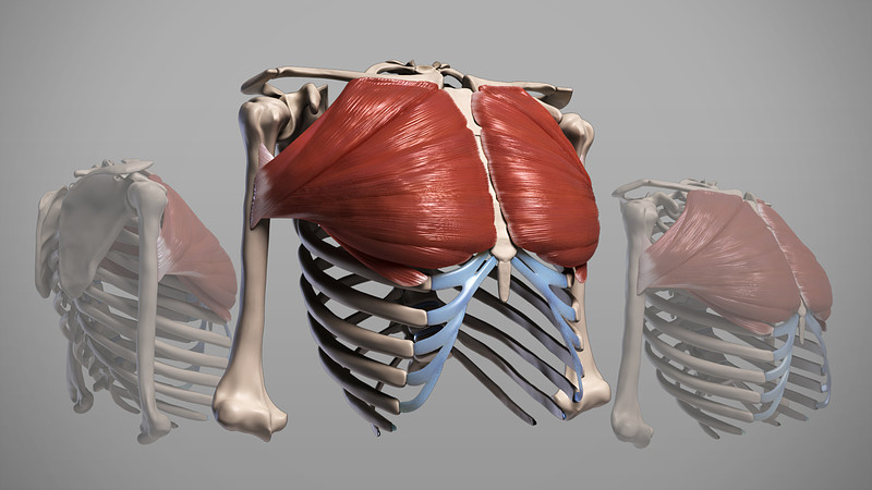 Proko - 3D Model: Pectoralis Major
