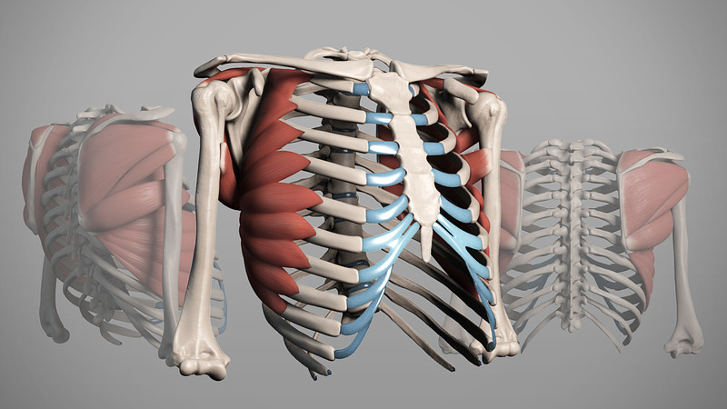 Proko - 3D Model: The Shoulder Muscles