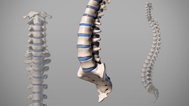 Proko - 3D Model: The Spine