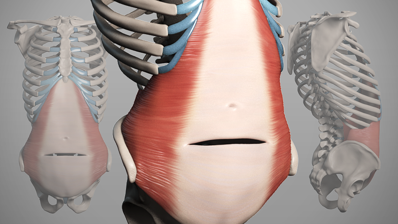 Proko - 3D Model: Transverse Abdominis