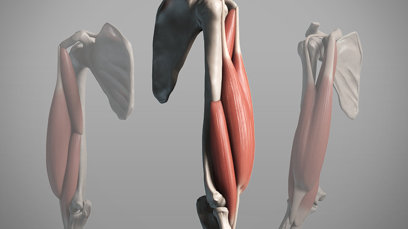 Proko - 3D Model: Upper Arm Front Muscles