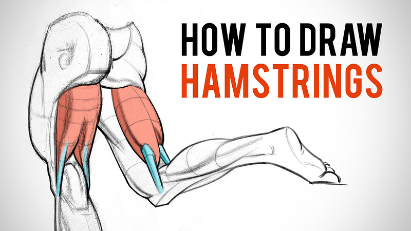 Proko - 8 Minutes to Better Leg Drawings – Hamstring Muscles
