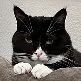 Proko - Demo - Simplify Pear from Observation