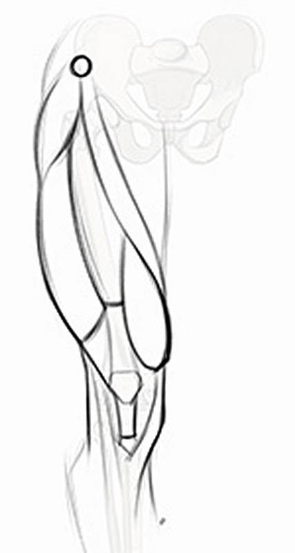 Proko - How to Draw Legs – The Quad Muscles