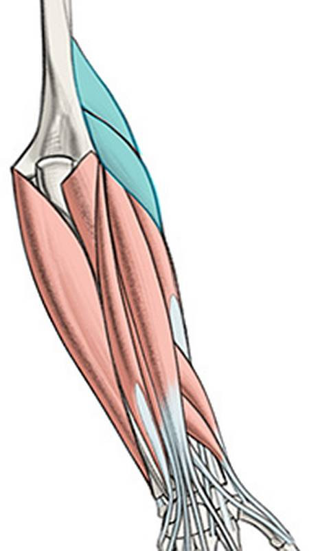 Proko - How To Draw Forearms – Anatomy for Artists