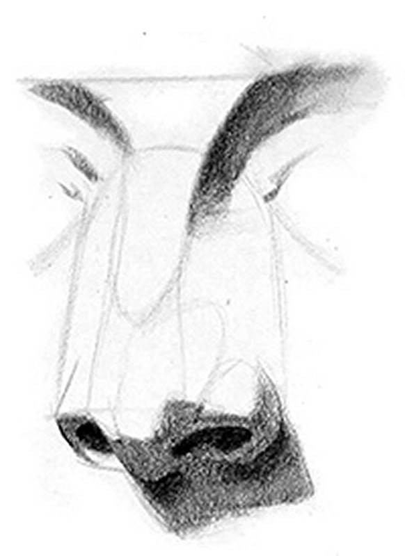 Proko - How to Draw a Nose – Step by Step