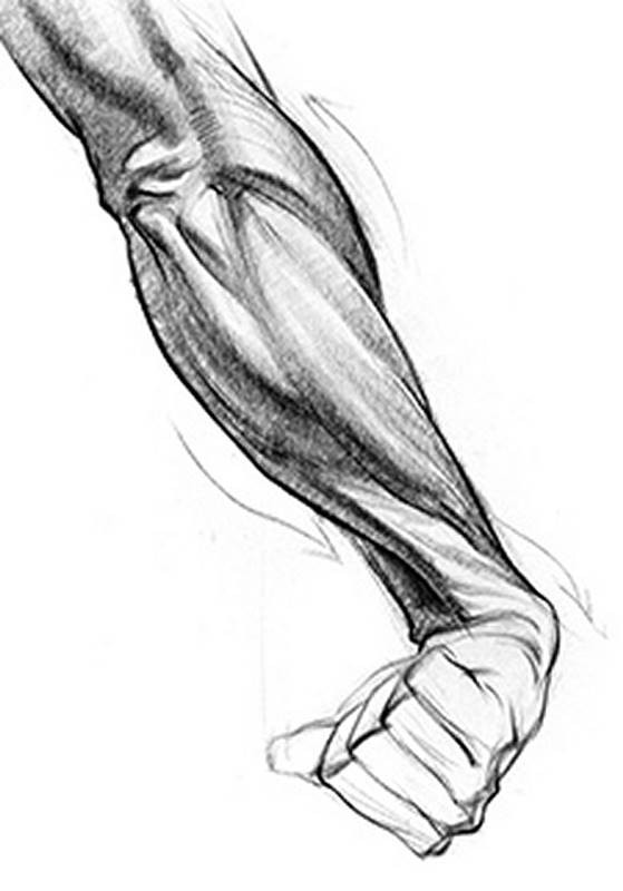 Proko - How To Draw Forearms – Anatomy for Artists