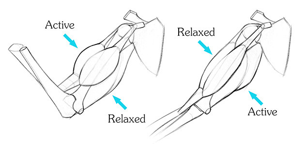 Proko - Drawing Muscles: What You Need to Know