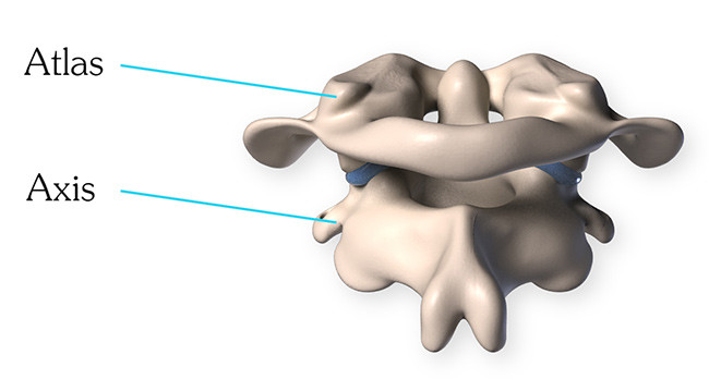Proko - Anatomy of the Spine