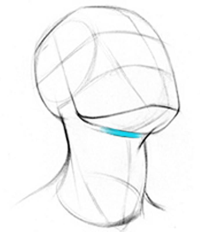 Proko - How to Draw Neck Muscles – Anatomy and Motion