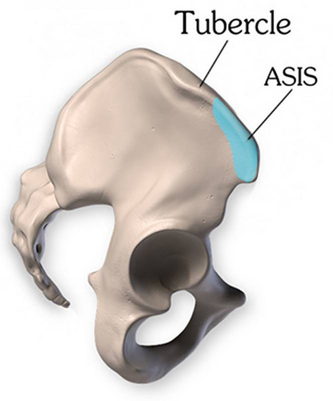Proko - Anatomy of the Pelvis