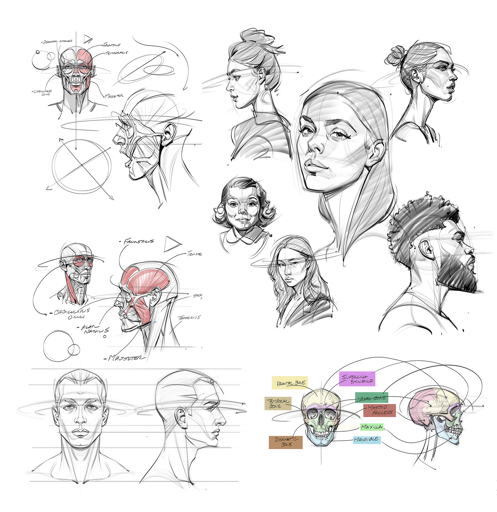 Proko - The Anatomy Survival Guide