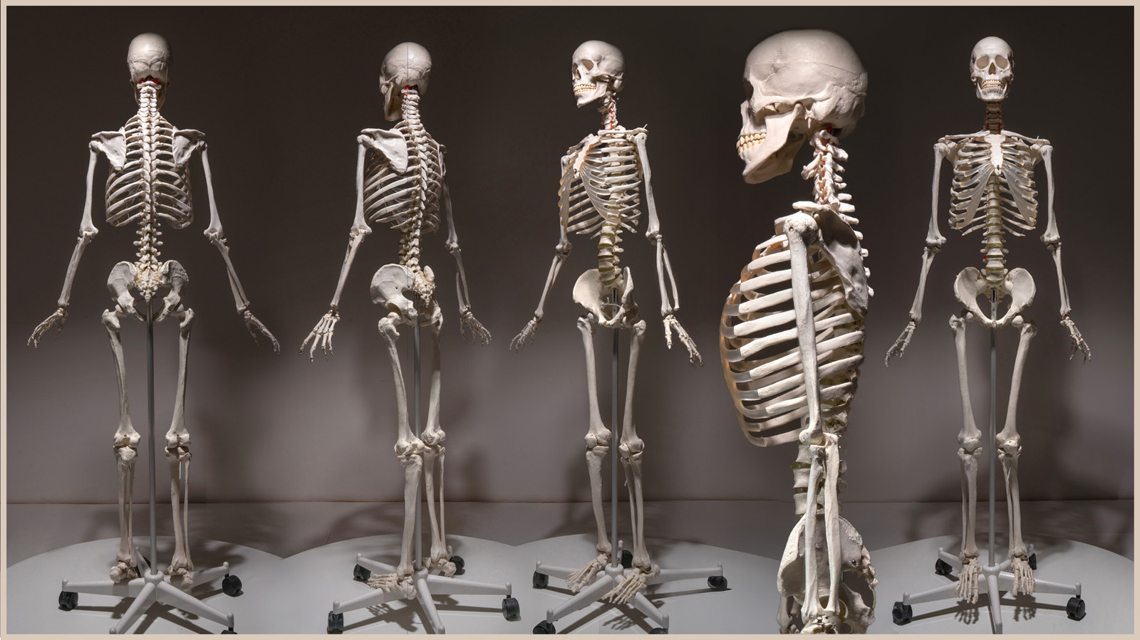 Proko - Skeleton-Photo Reference Pack For Artists 648 JPEGs