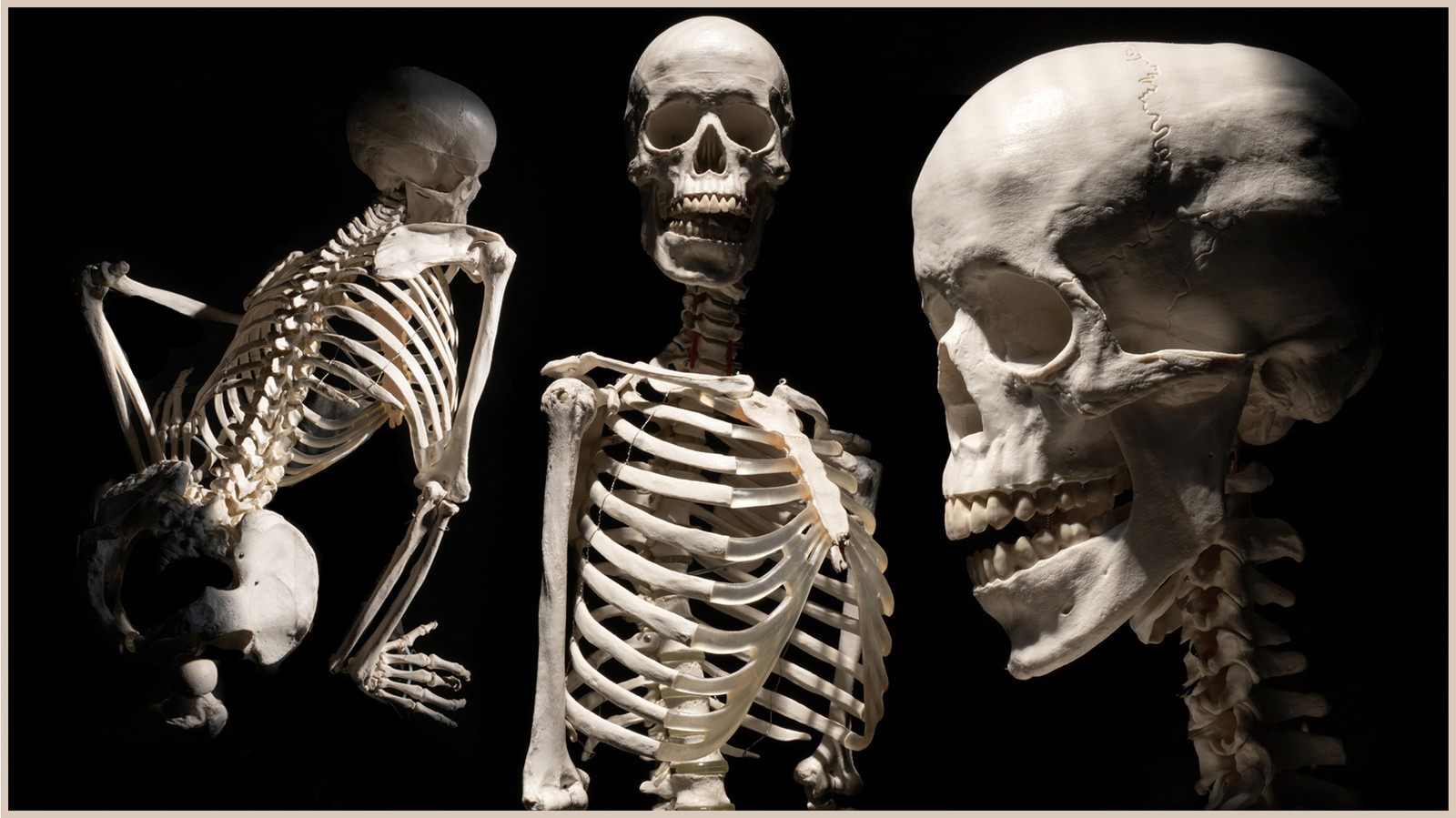 Proko - Skeleton-Photo Reference Pack For Artists 648 JPEGs