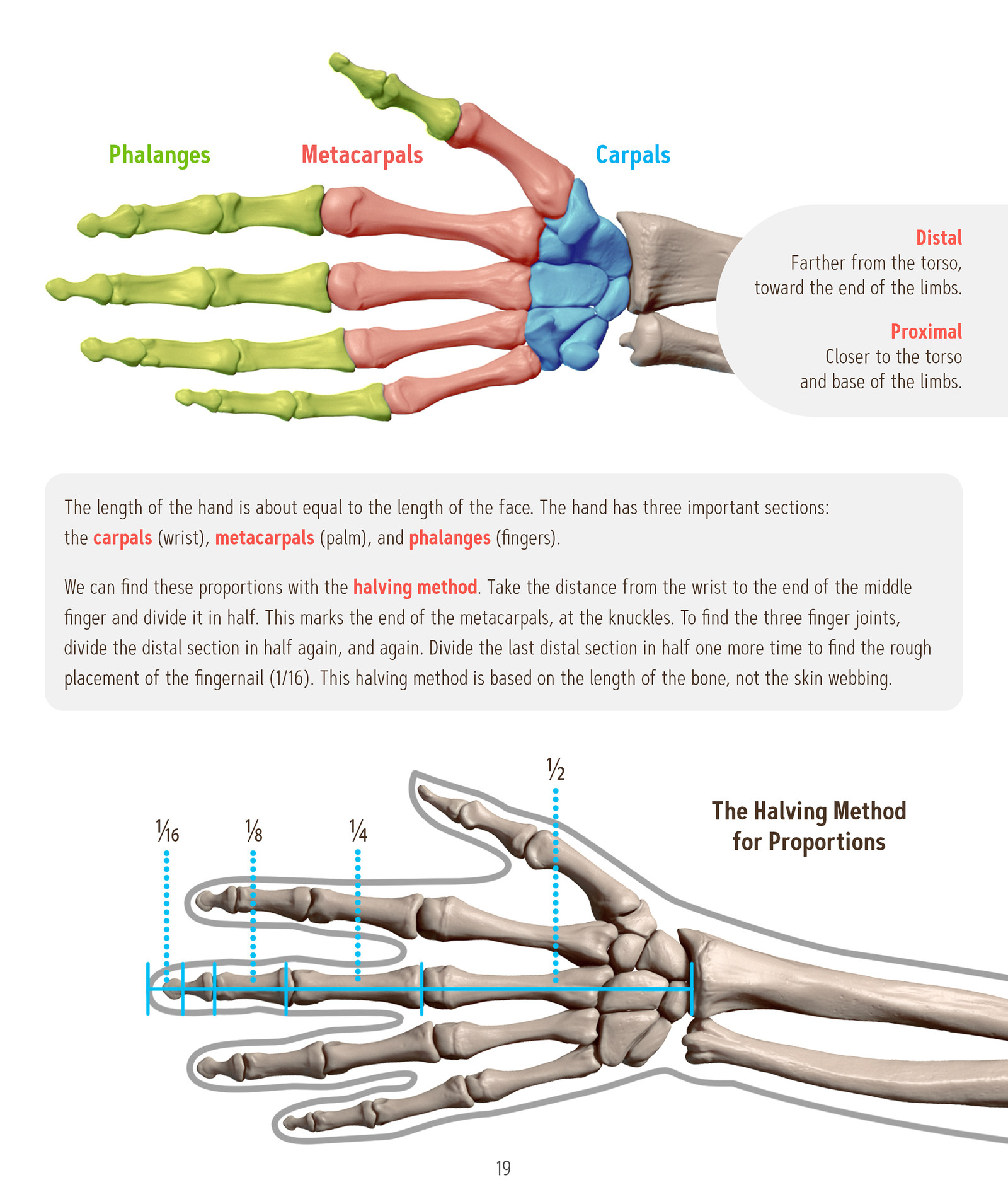 Proko - How to Draw Hand Anatomy eBook