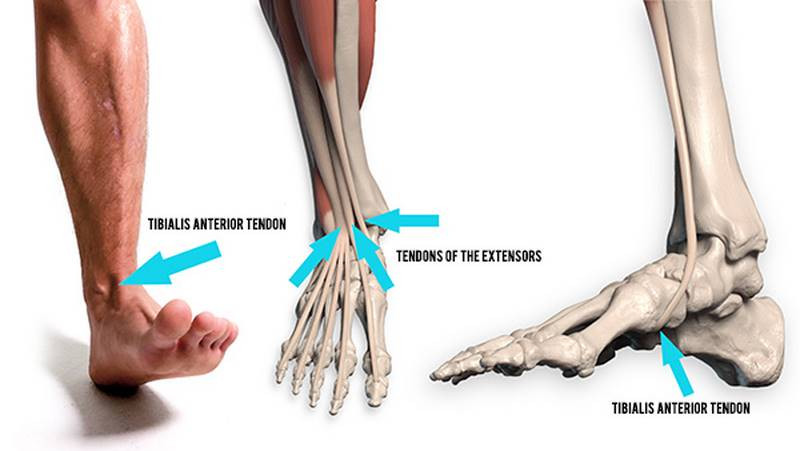 Proko - How to Draw the Lower Leg – Anatomy for Artists